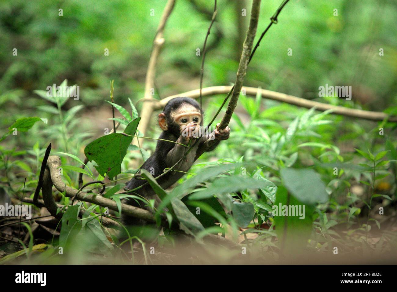 Crested macaque reproduction hi-res stock photography and images - Alamy