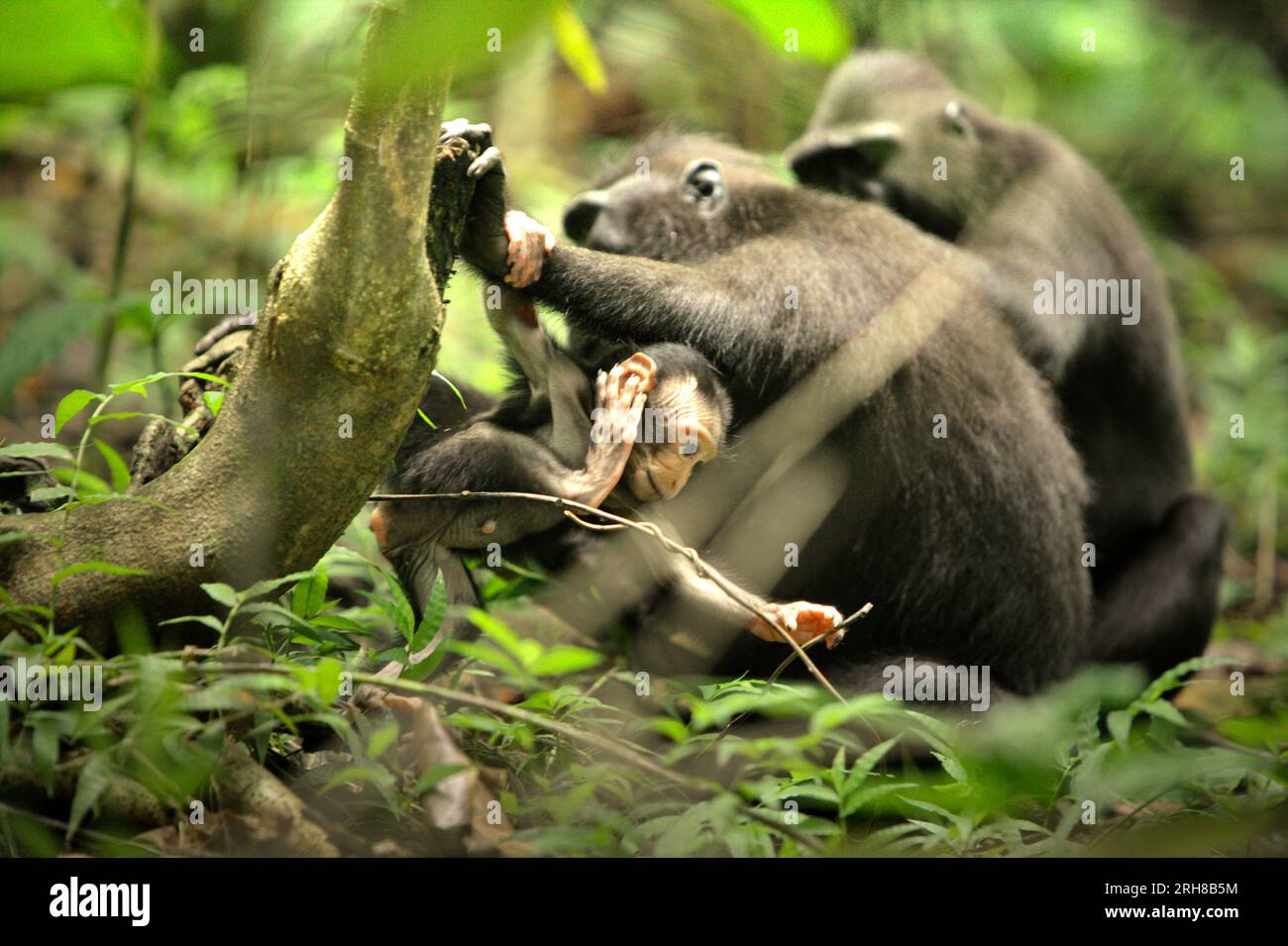 Project life cycle hi-res stock photography and images - Alamy