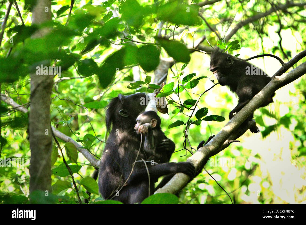 Crested macaque life cycle hi-res stock photography and images - Alamy