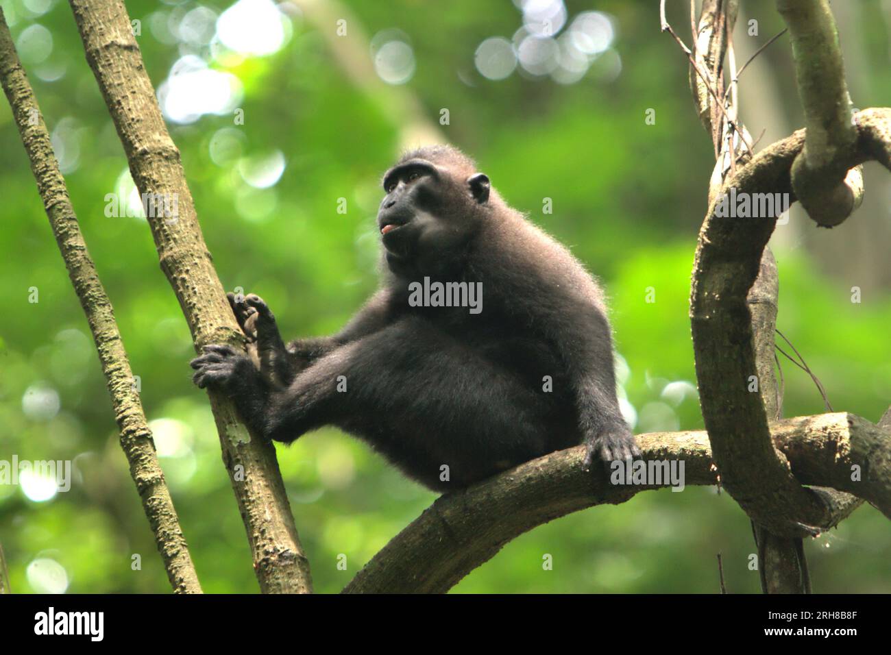 Primate habitat support hi-res stock photography and images - Alamy