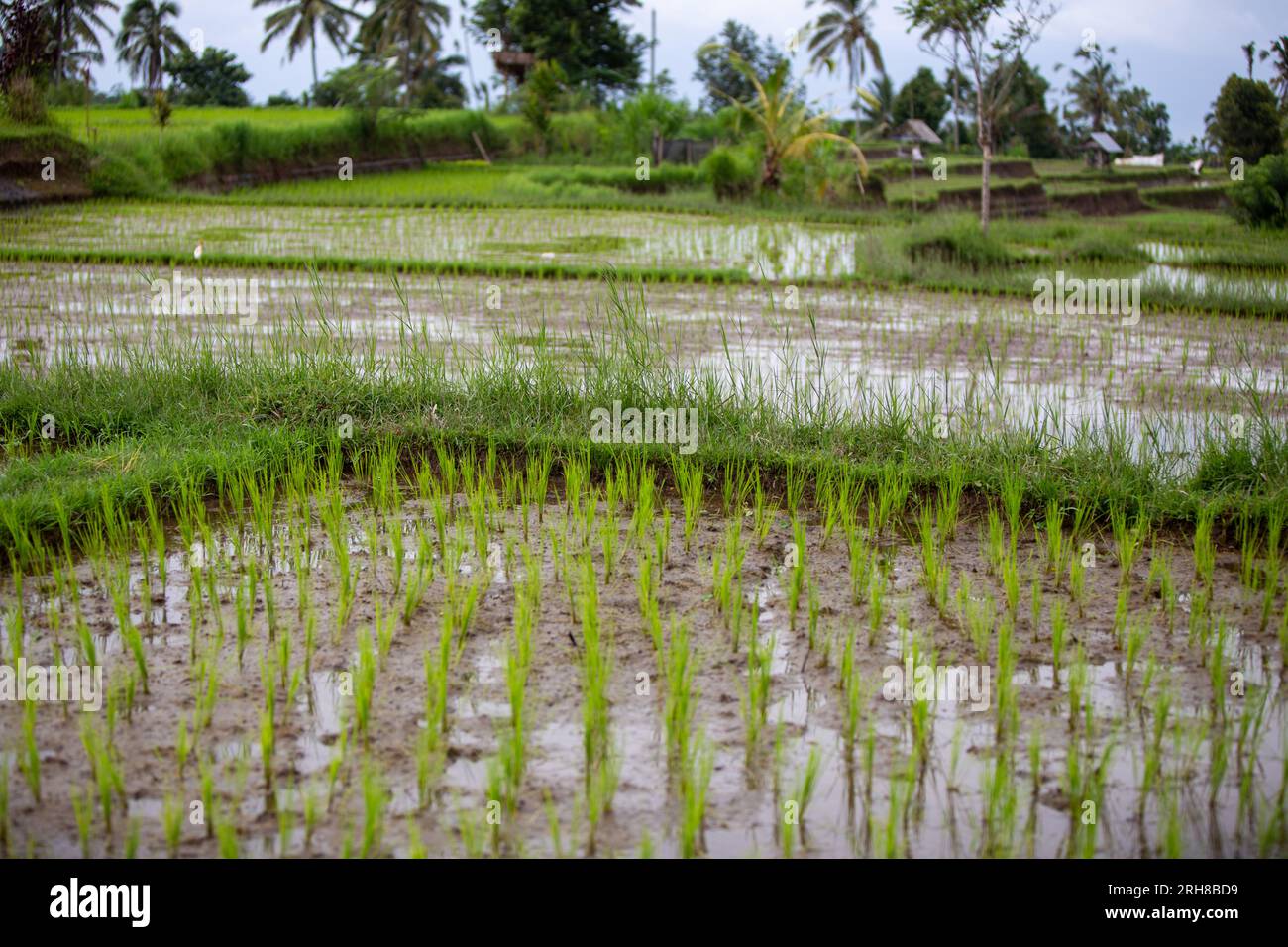 Indonesian Rice Terrace with sprouts growing Stock Photo - Alamy