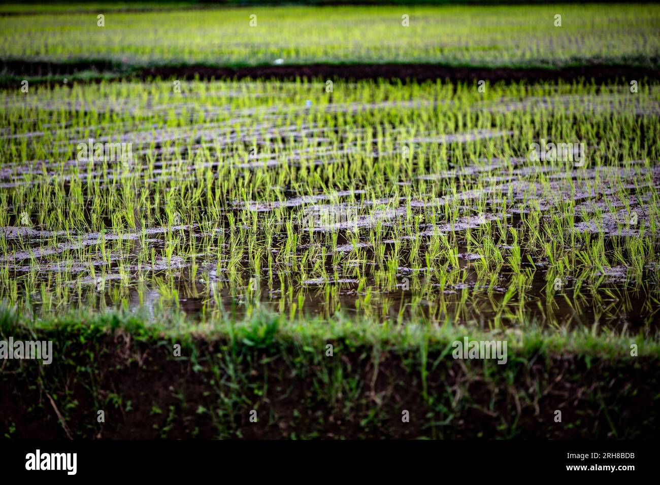Asian Rice Field farmed commercially by a village Stock Photo - Alamy