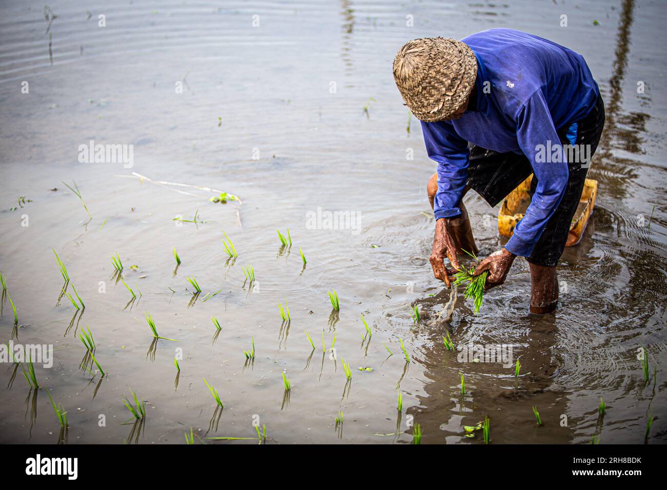 Farmer gathering rice in hi-res stock photography and images - Alamy