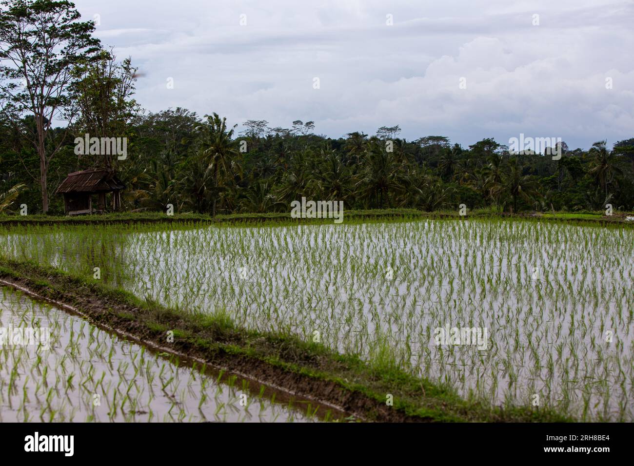 Rice field patties hi-res stock photography and images - Alamy