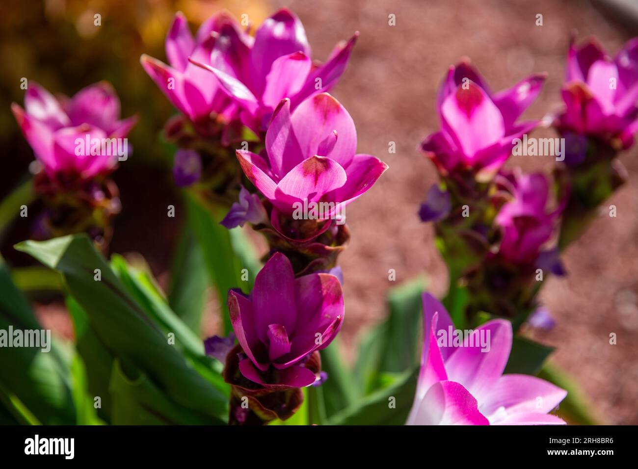 Close up purple ginger hi-res stock photography and images - Alamy