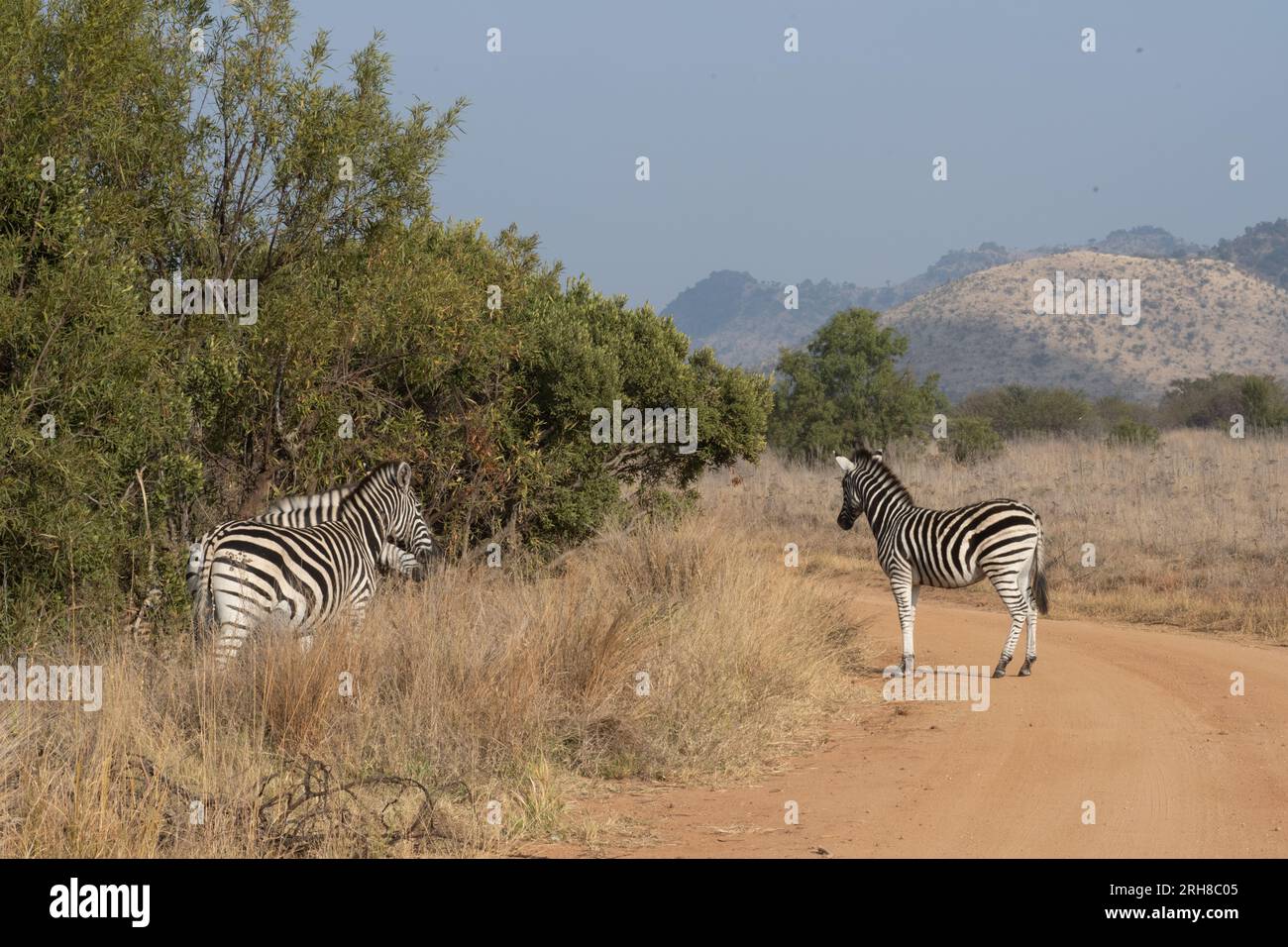 Three zebra crossing the road in Africa Stock Photo - Alamy