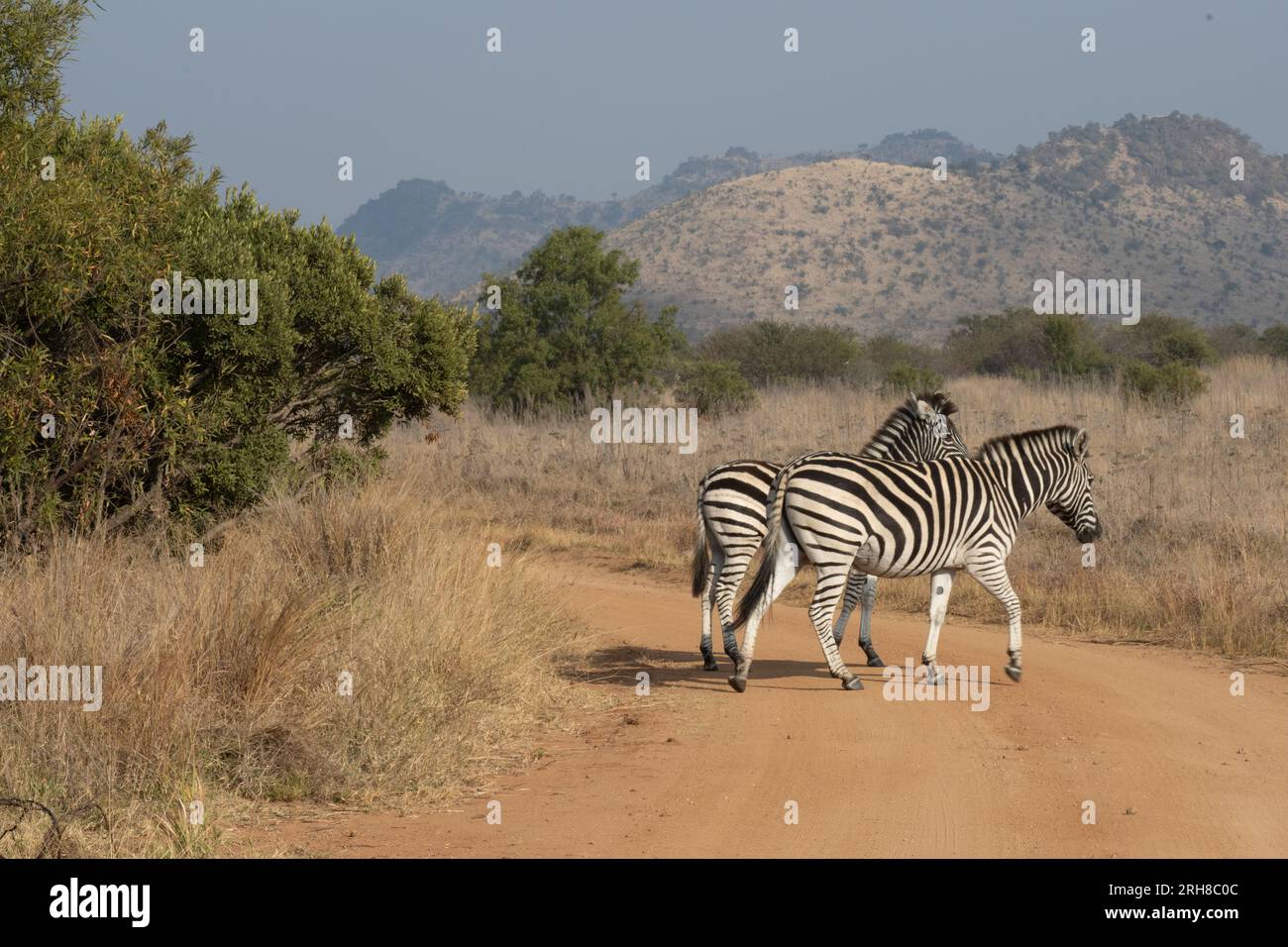 Two zebras crossing road hi-res stock photography and images - Alamy