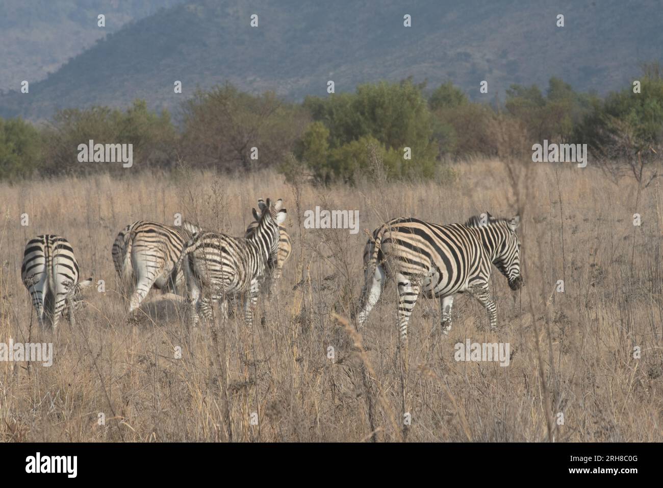 four zebras walk across the dry grass plains Stock Photo - Alamy