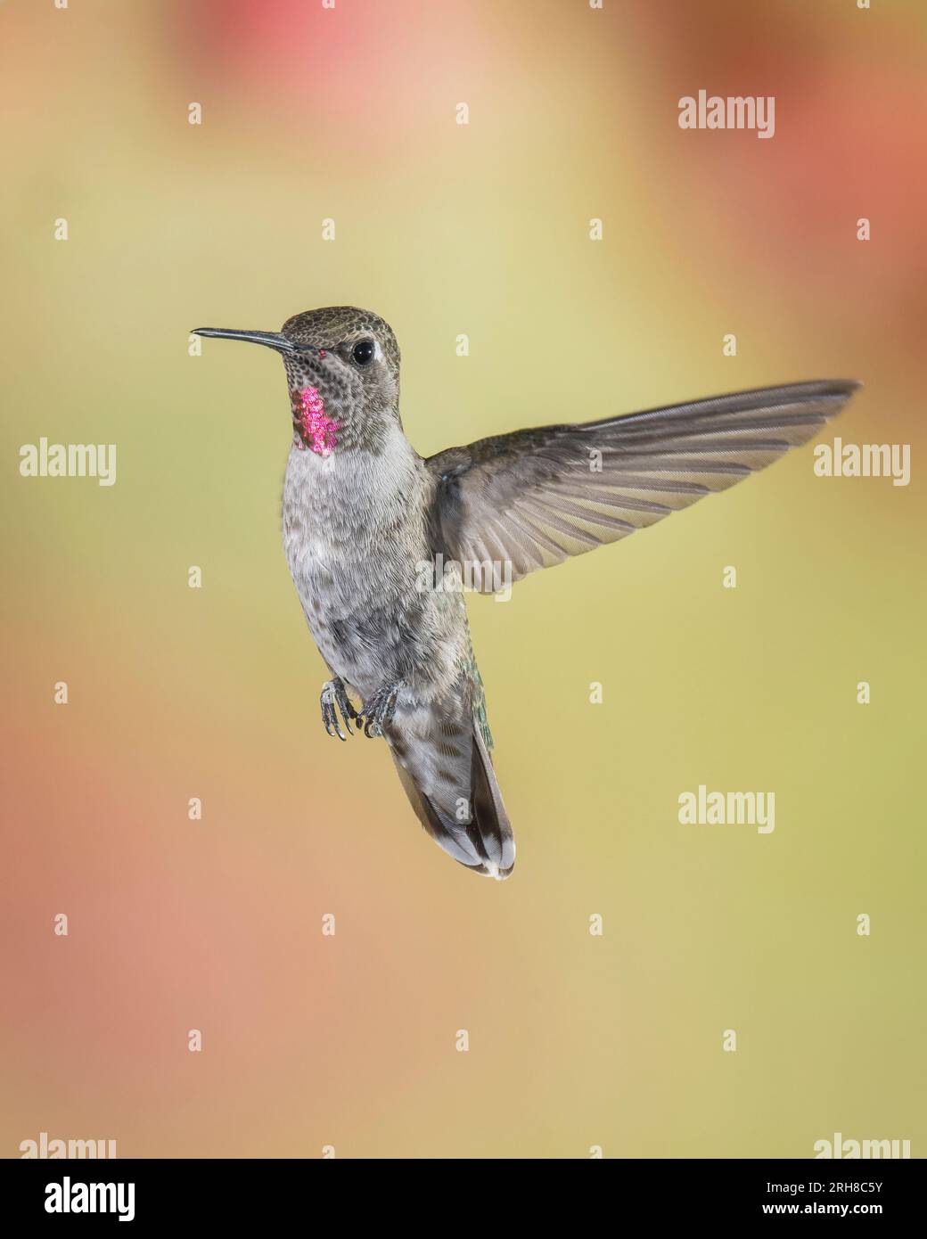 Anna's bird hi-res stock photography and images - Alamy