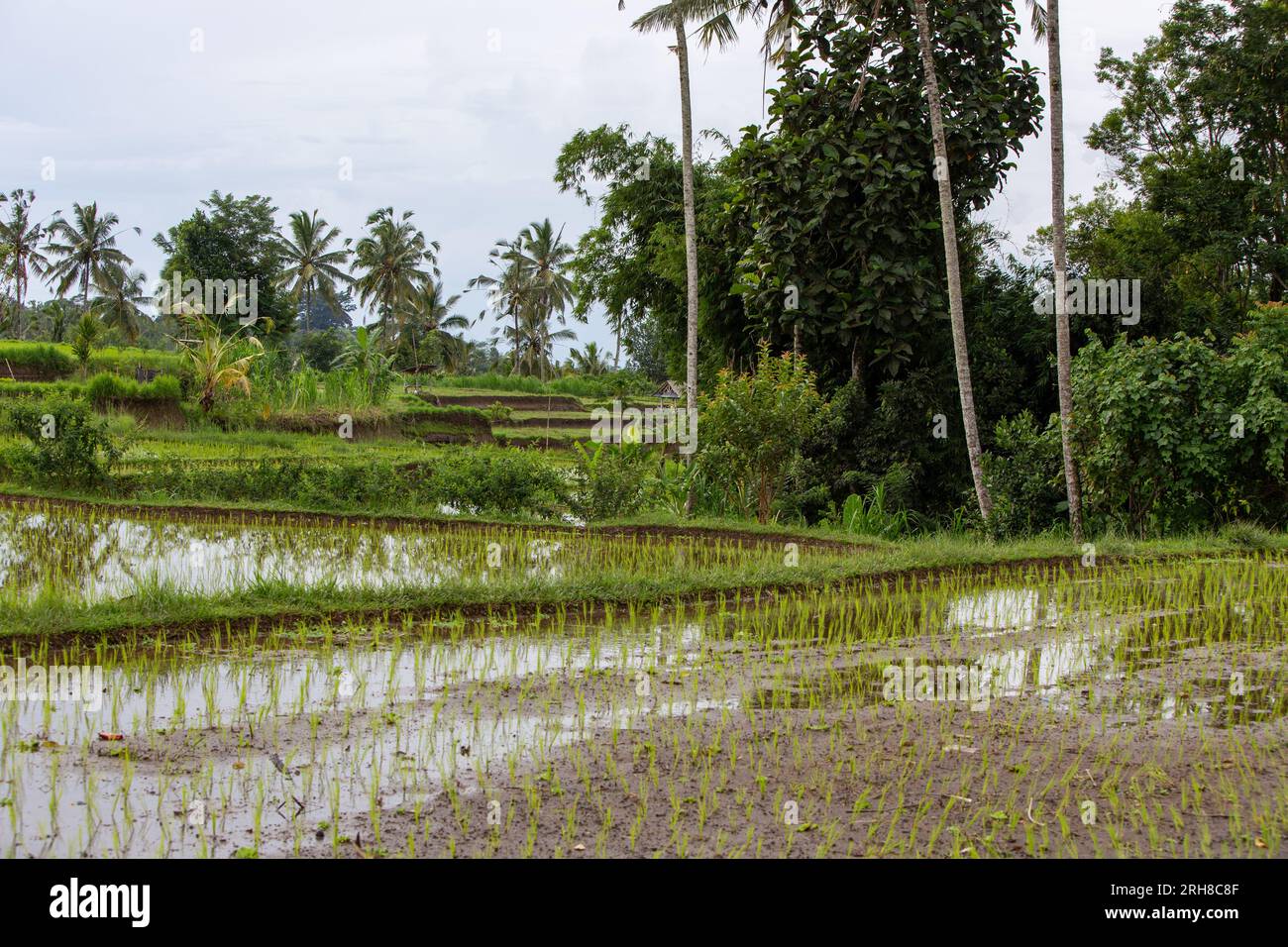 Rice fields in indonesia Stock Photo - Alamy