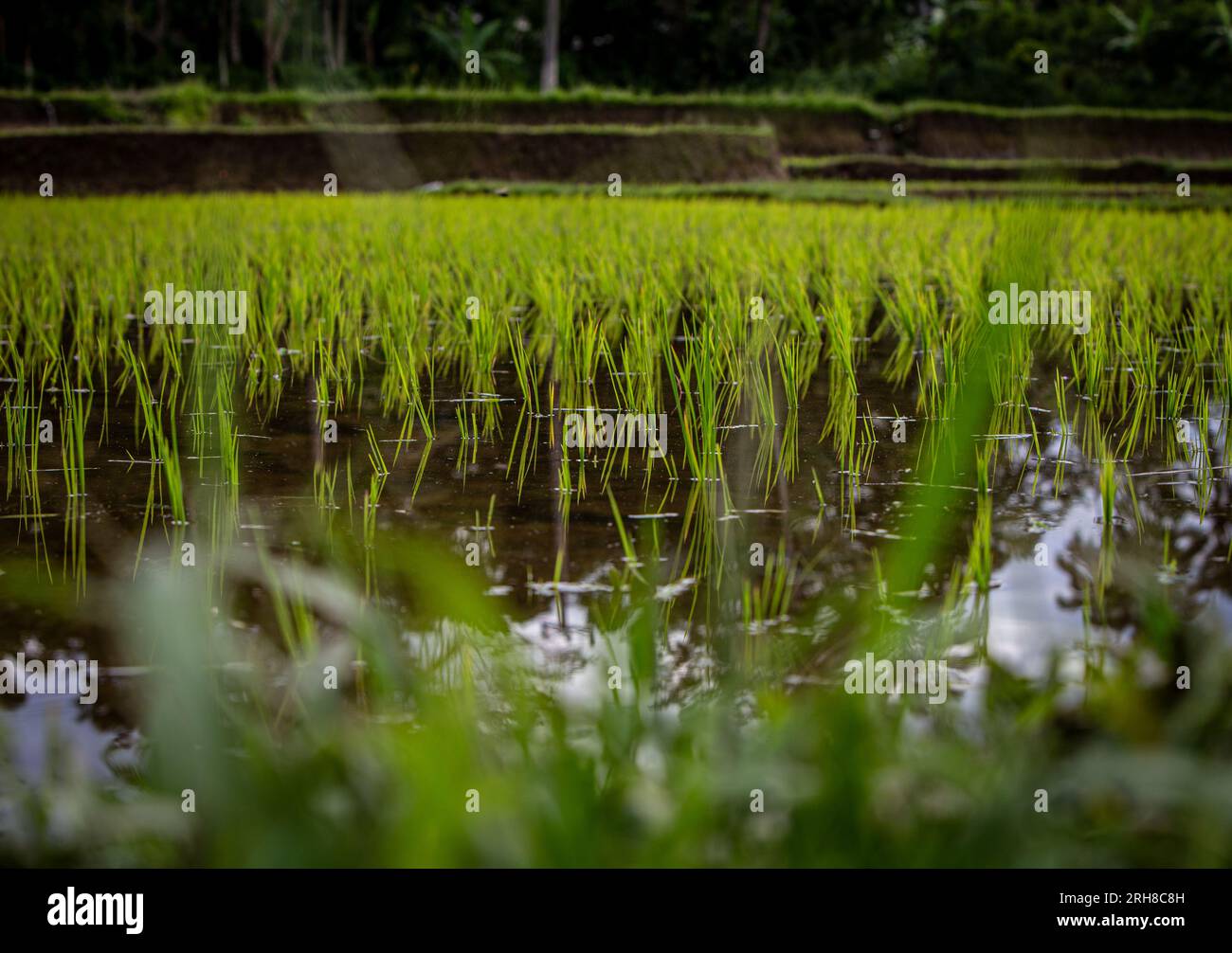 Rice Patty Field in Bali, Indonesia Stock Photo - Alamy