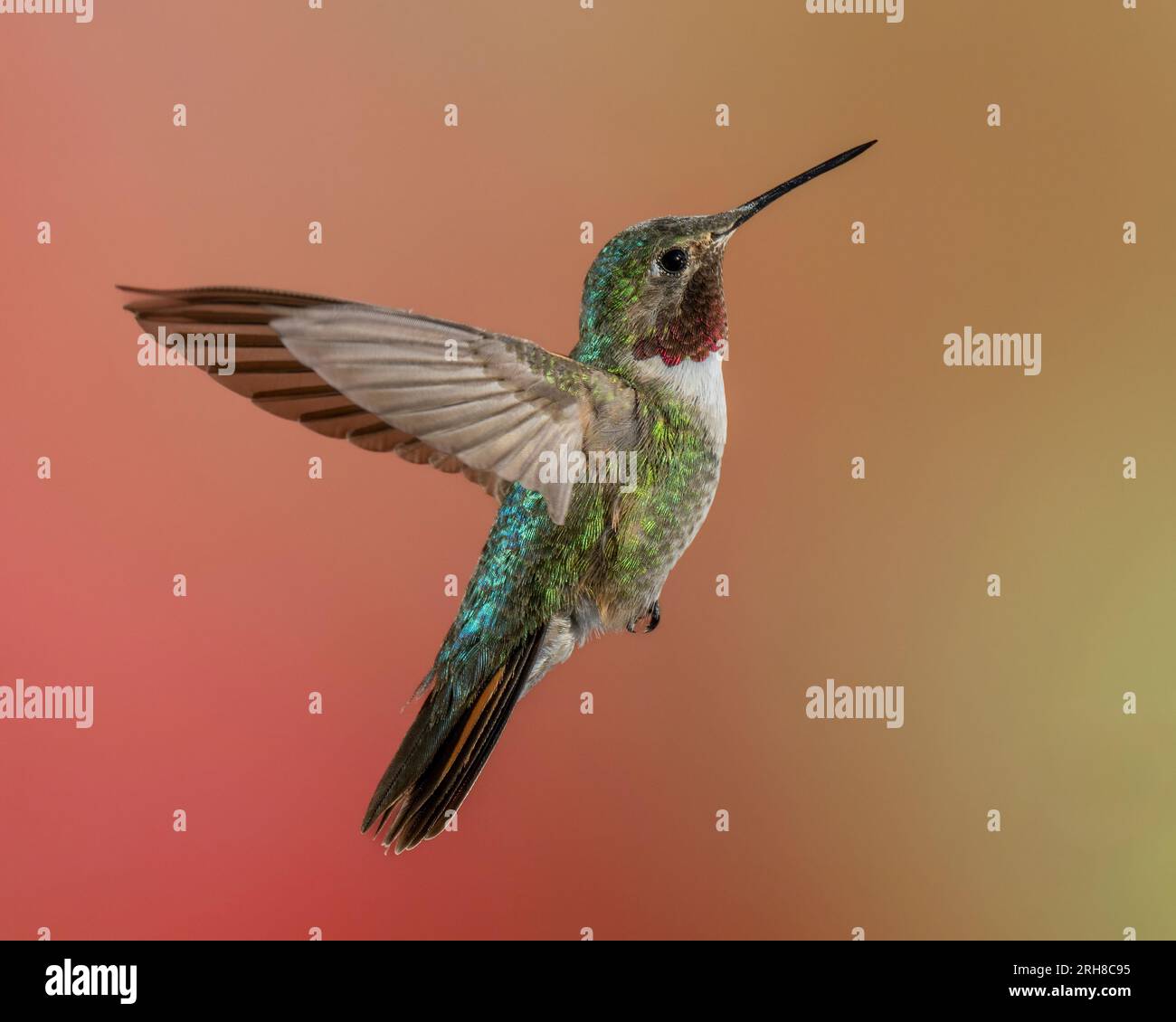 Male Broad-tailed Hummingbird in Flight Stock Photo - Alamy