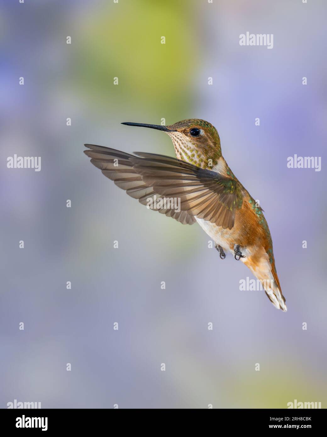 Vibrant hummingbird plumage hi-res stock photography and images - Alamy