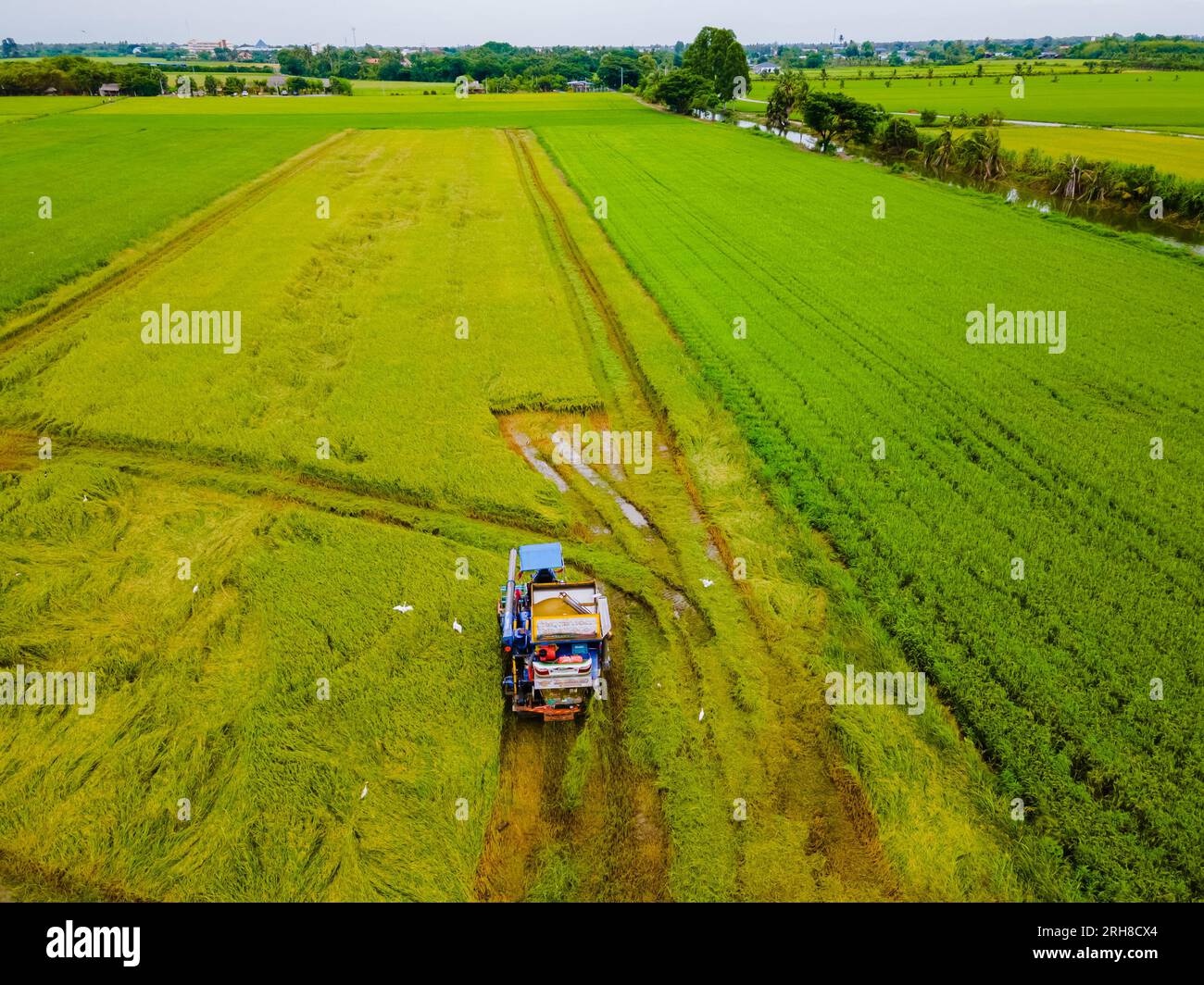 top view at a Harvester machine to harvest rice fields working in ...