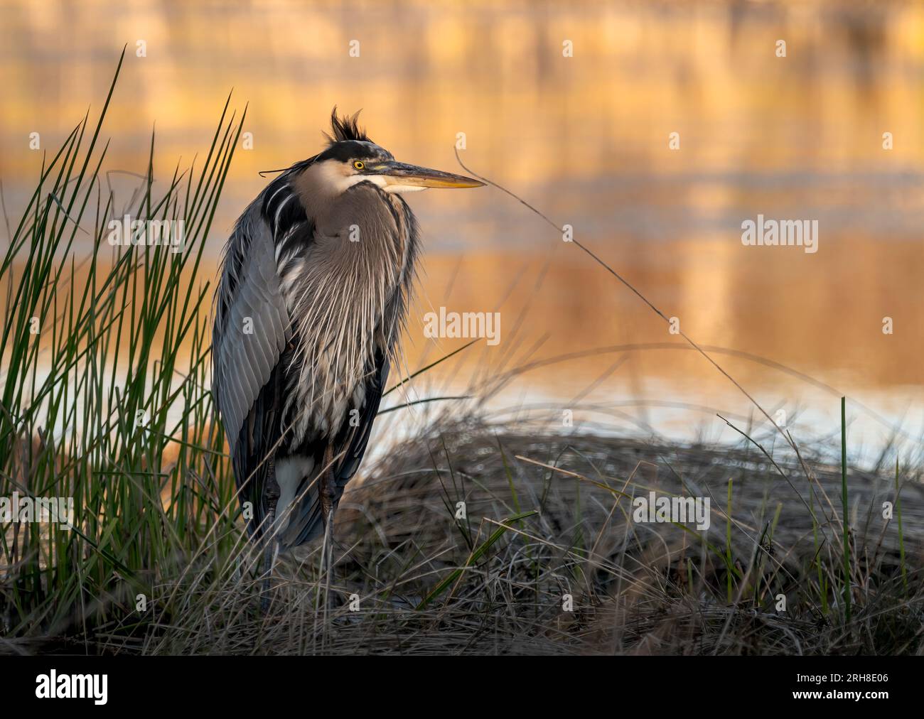 Marsh photography hi-res stock photography and images - Alamy