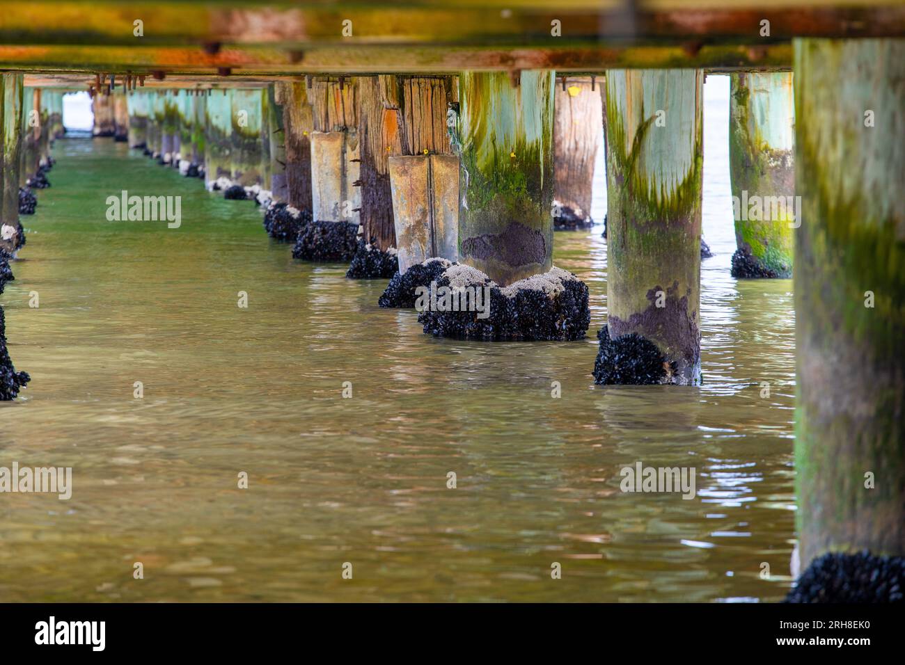 Under old pier, barnacles growing on the old footings in a row that ...
