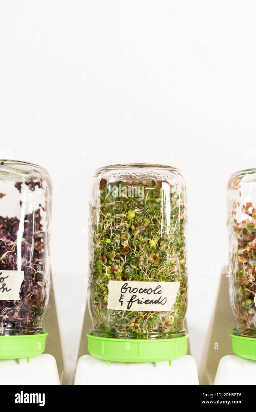 Growing sprouts in a jar Stock Photo - Alamy