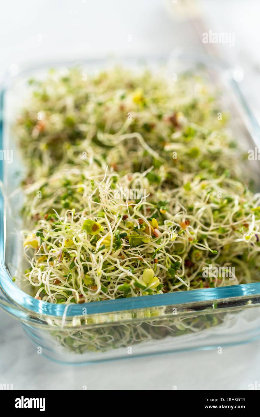 Growing sprouts in a jar Stock Photo - Alamy