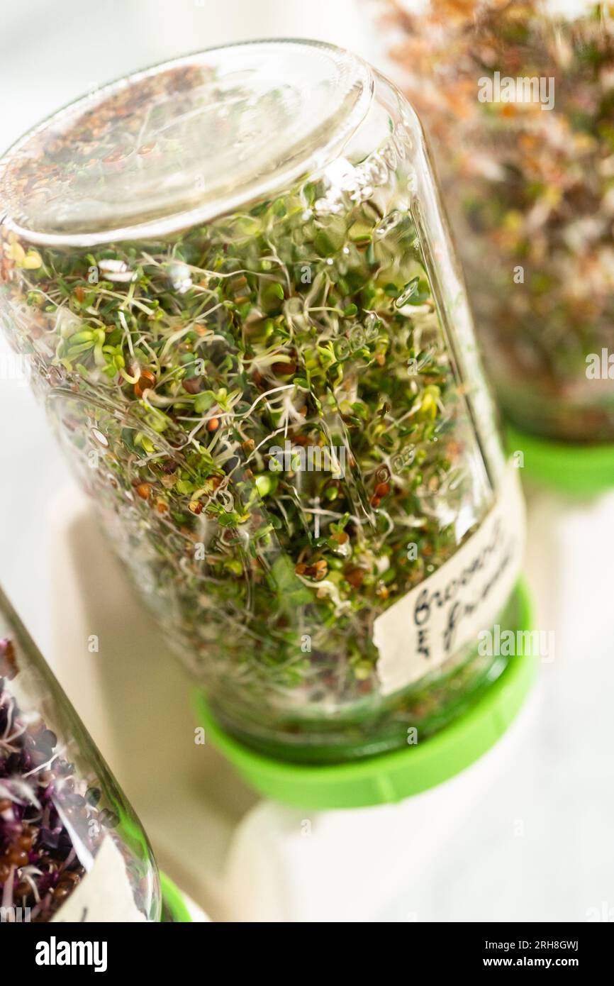 Growing sprouts in a jar Stock Photo - Alamy