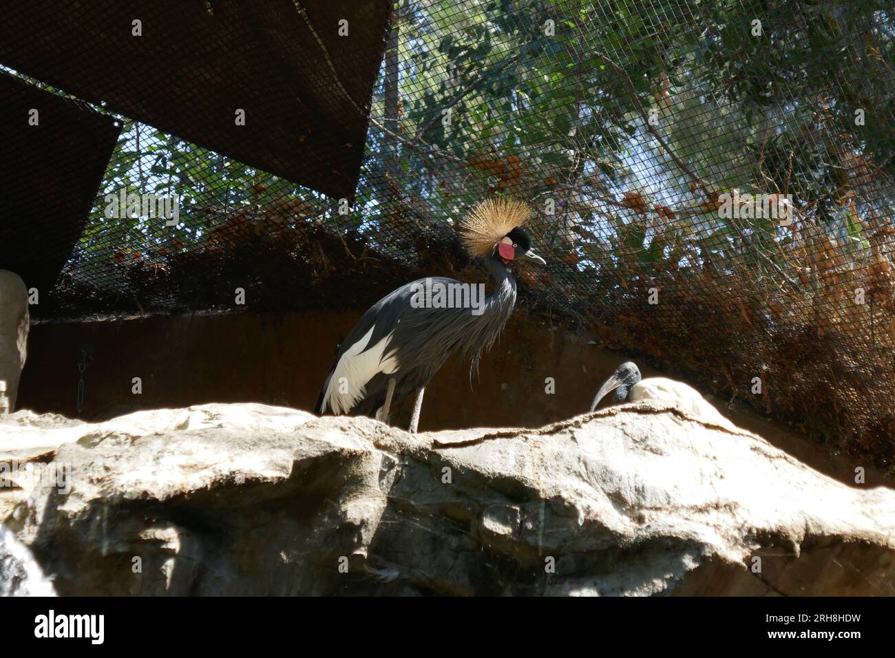 Los Angeles, California, USA 14th August 2023 African Crowned Crane and ...