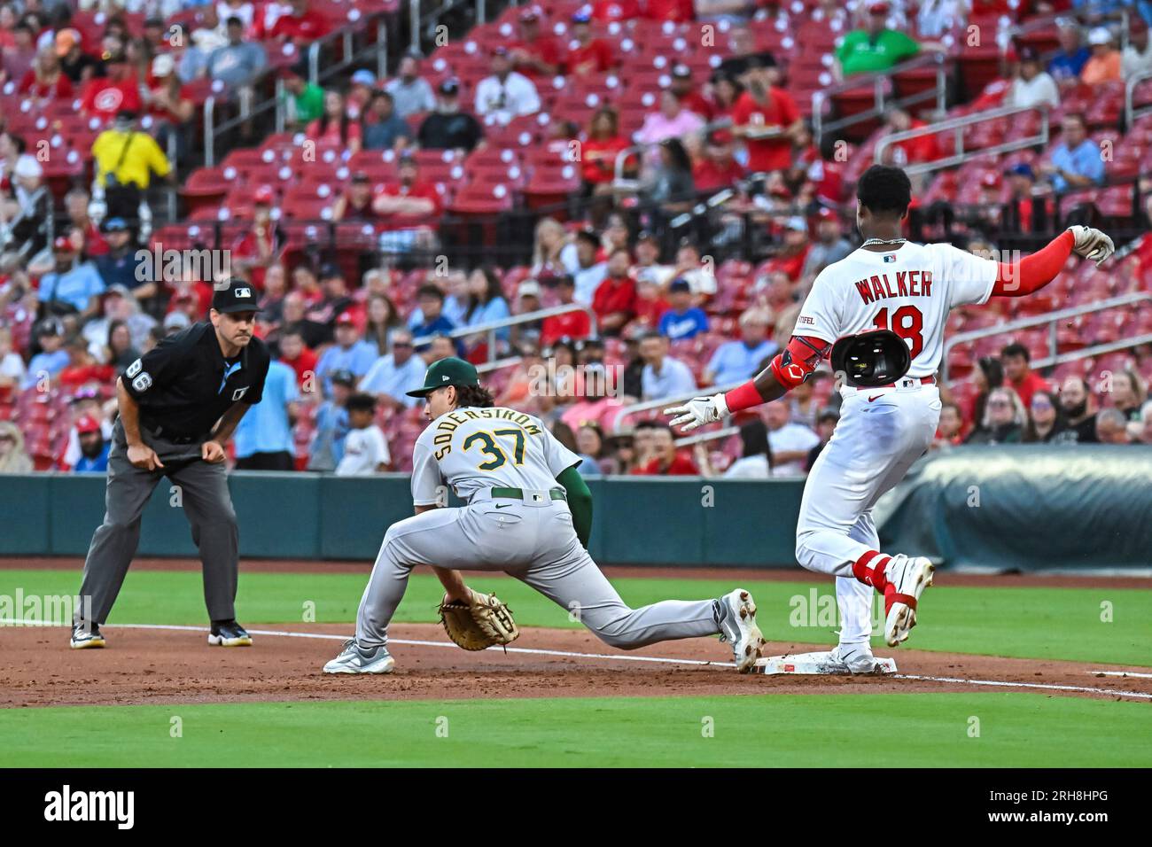 ST. LOUIS, MO - Aug 14: St. Louis Cardinals right fielder Jordan Walker ...