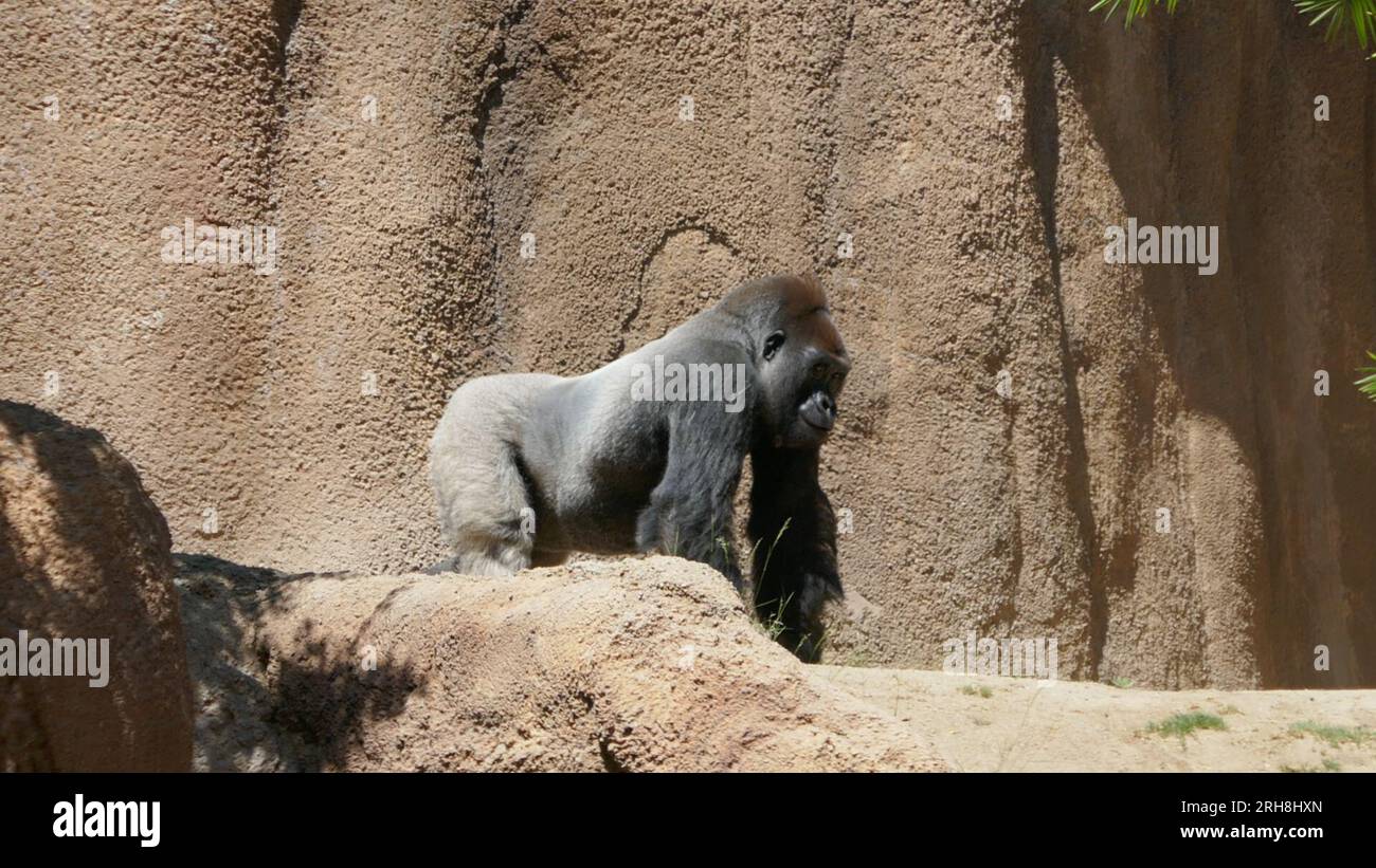 Los Angeles, California, USA 14th August 2023 Western Lowland Gorilla at LA Zoo on August 14 ...