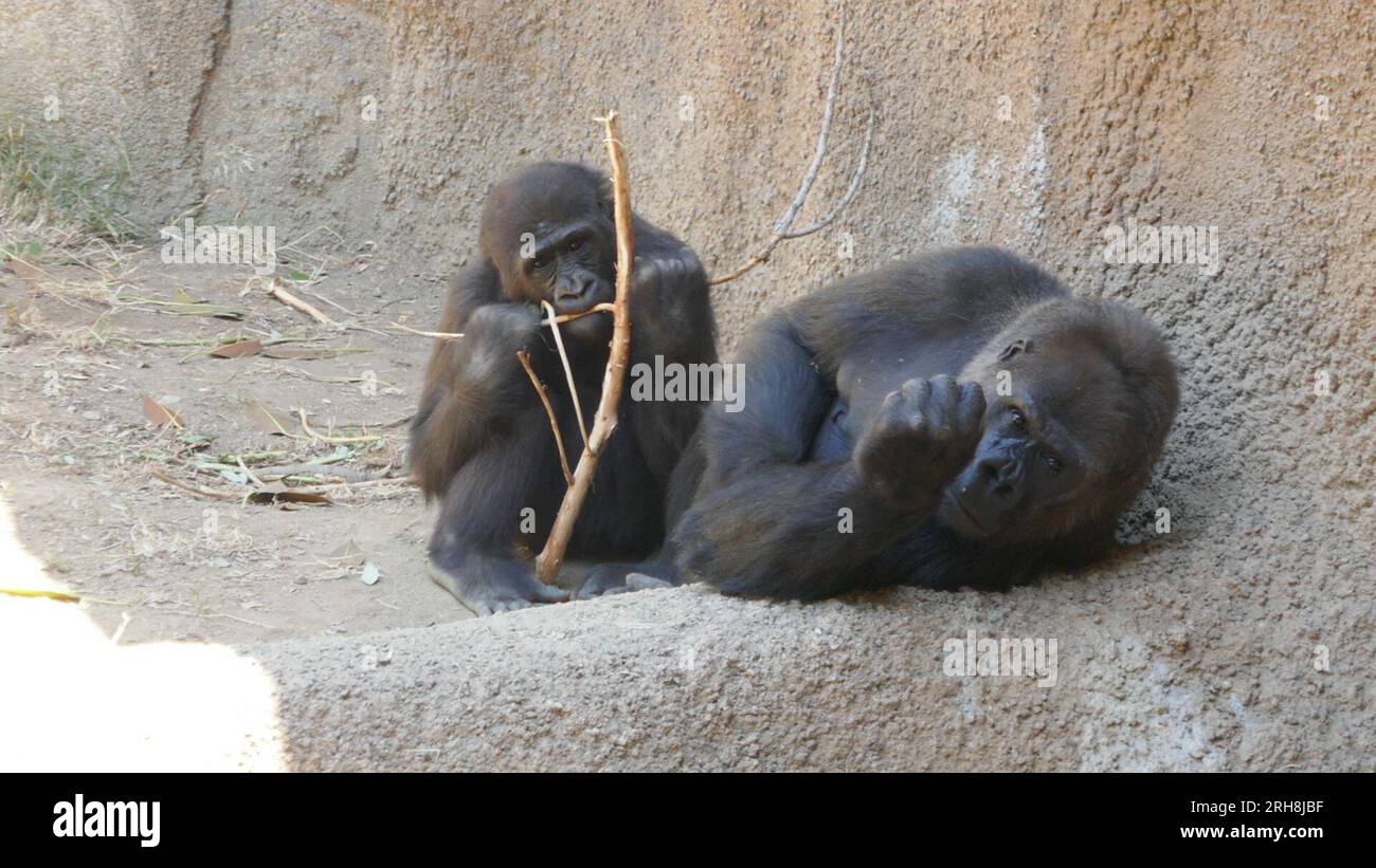 Los Angeles, California, USA 14th August 2023 Western Lowland Gorillas at LA Zoo on August 14 ...