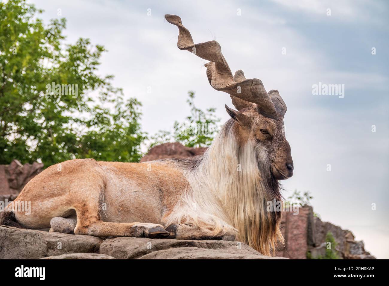Markhor, Capra falconeri, wild goat native to Central Asia, Karakoram ...