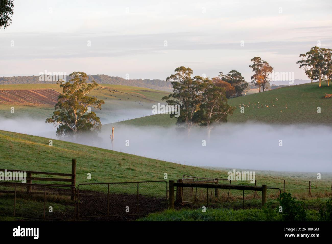 Rural scene in Gembrook, with fog in the gully and livestock grazing ...
