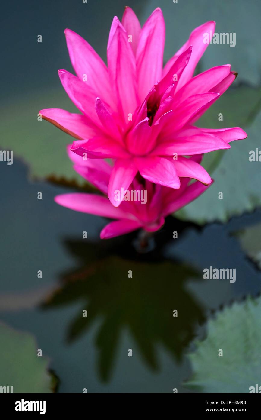 Mbb college lake hi-res stock photography and images - Alamy