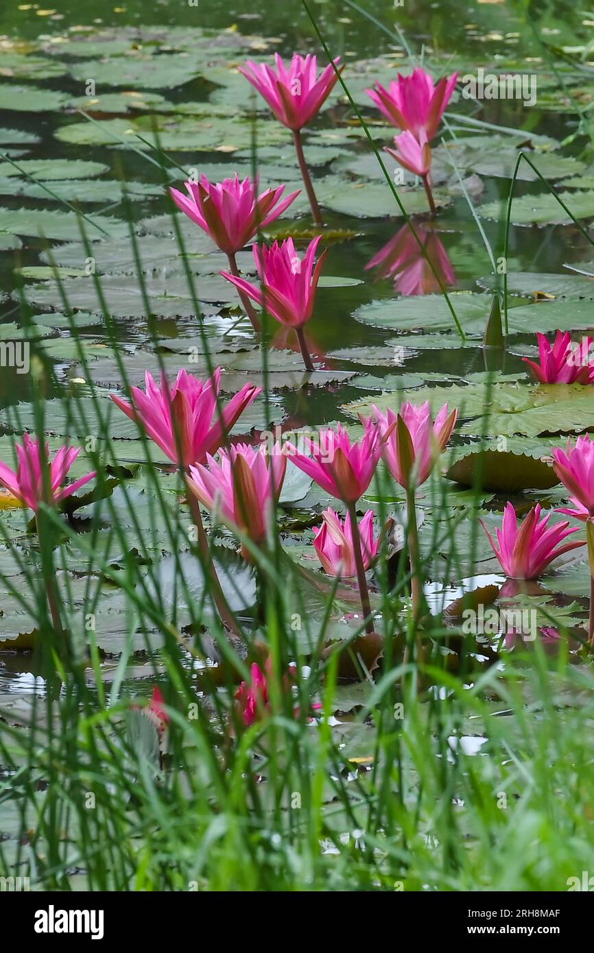 Monsoon flowers, water lotuses are blooming at the MBB College Lake at ...