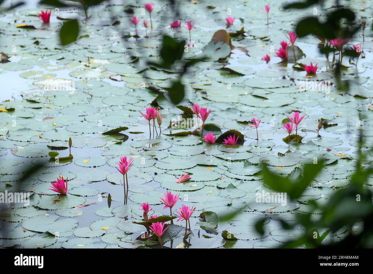 Monsoon flowers, water lotuses are blooming at the MBB College Lake at ...