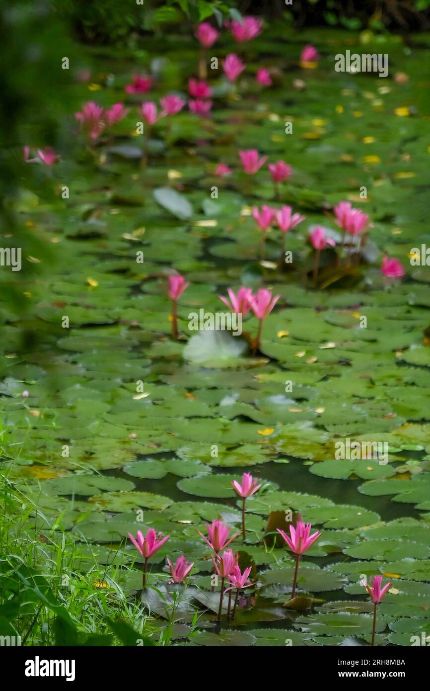 Mbb college lake hi-res stock photography and images - Alamy