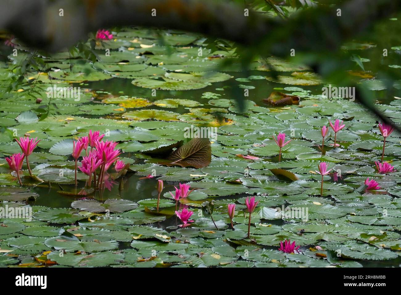 Monsoon flowers, water lotuses are blooming at the MBB College Lake at ...