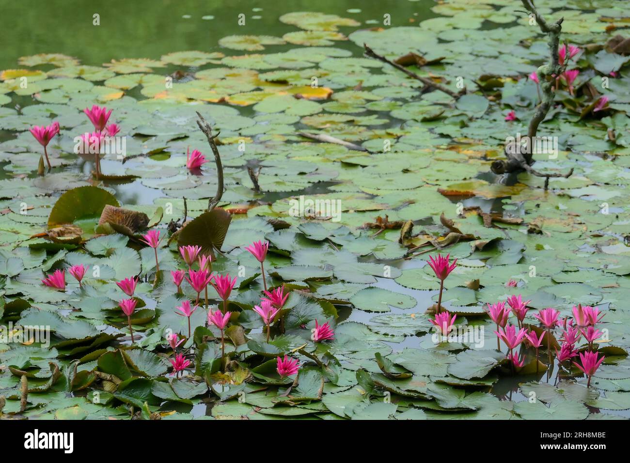 Mbb college lake hi-res stock photography and images - Alamy