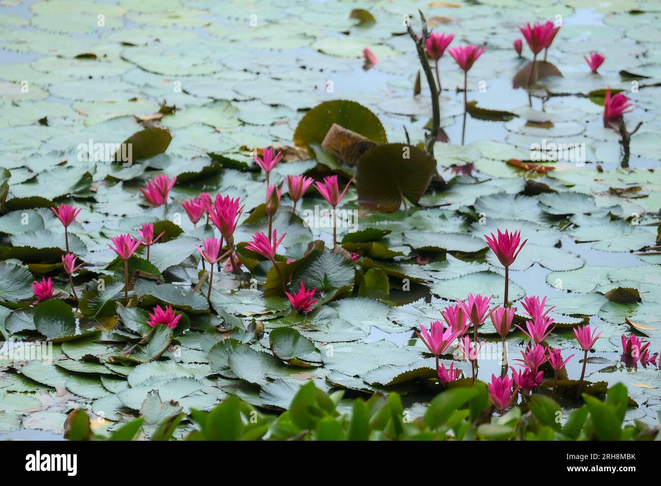 Monsoon flowers, water lotuses are blooming at the MBB College Lake at ...
