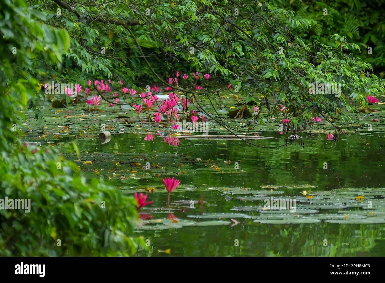Monsoon flowers, water lotuses are blooming at the MBB College Lake at ...