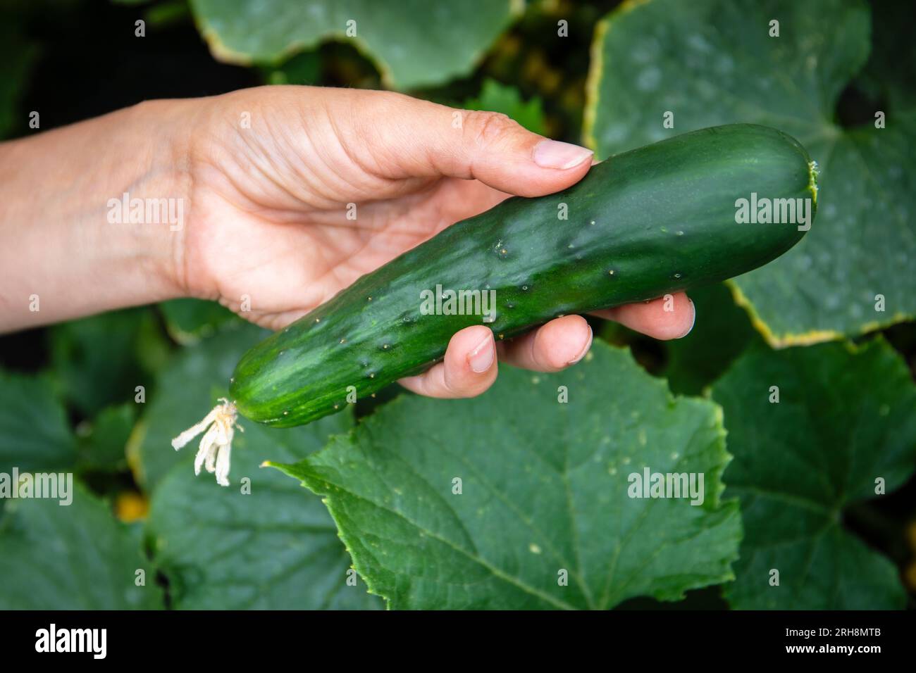 Picking cucumbers from the plant by hand. Growing healthy vegetables ...