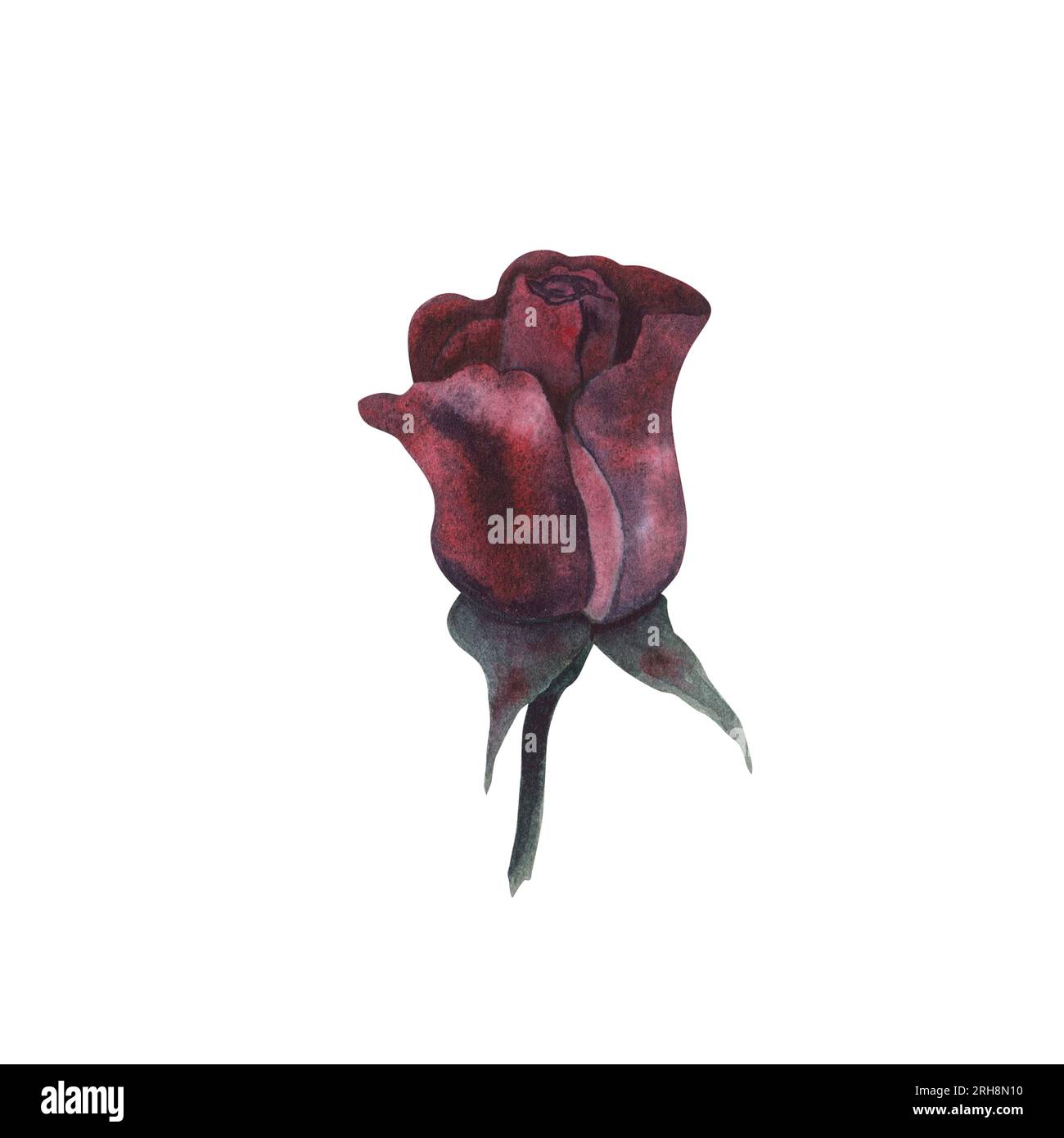 Dark gothic rose bud with magical texture isolated on white background ...