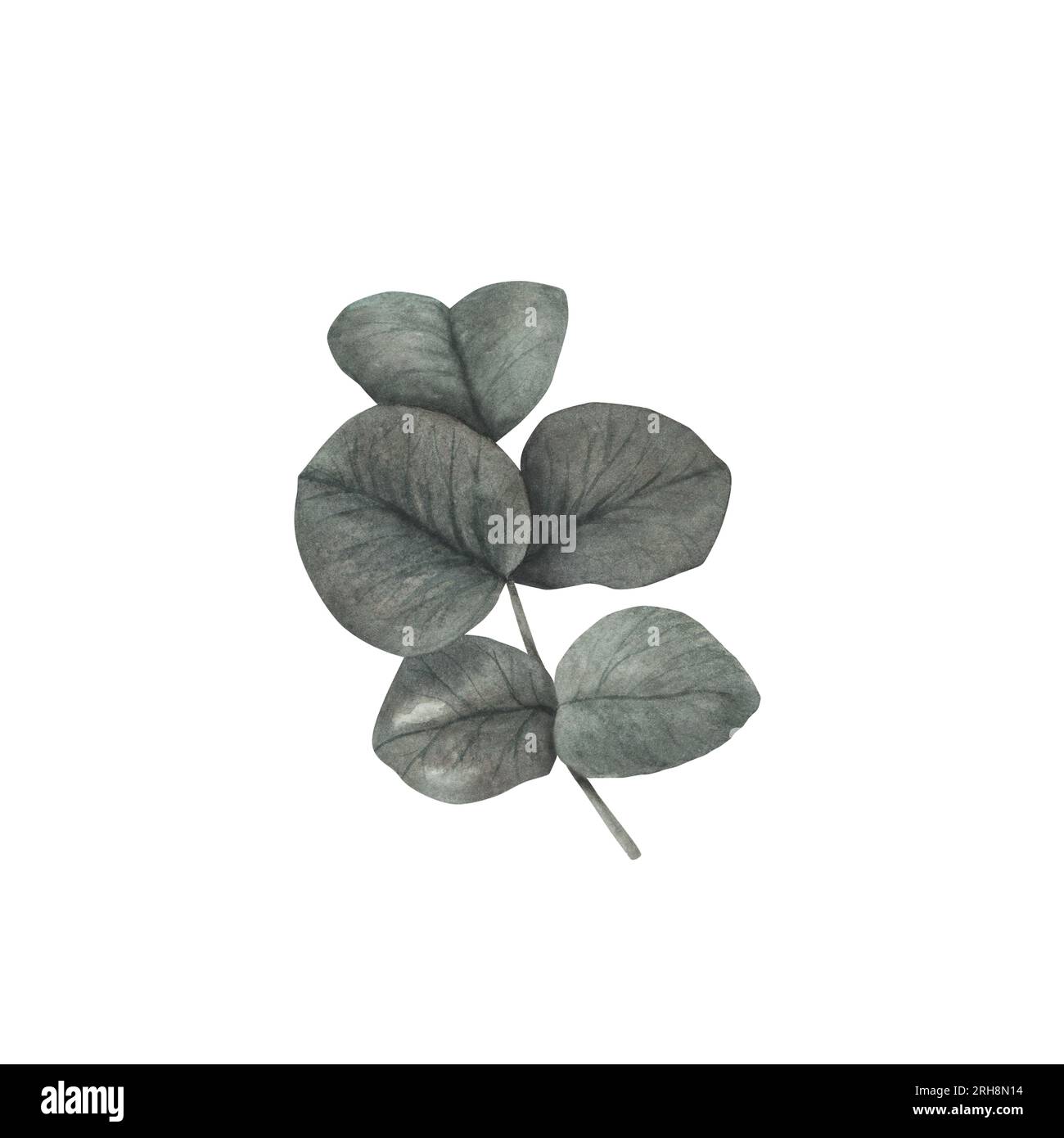 Dark gothic rose leaves with magical texture isolated on white ...