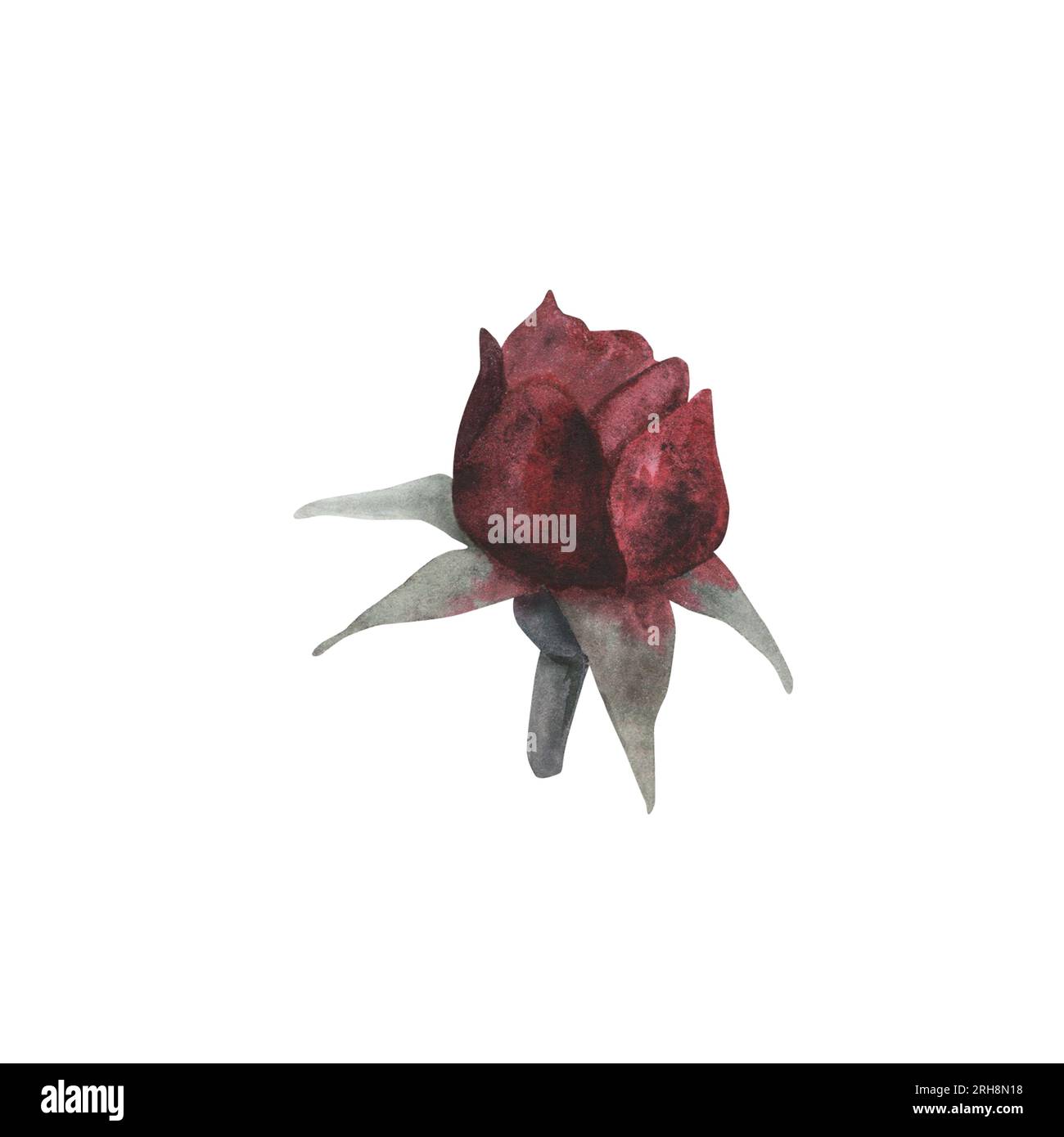 Dark gothic red rose with magical texture isolated on white background ...