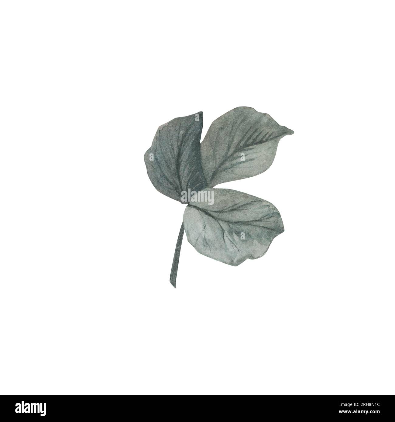 Dark gothic rose leaves with magical texture isolated on white ...