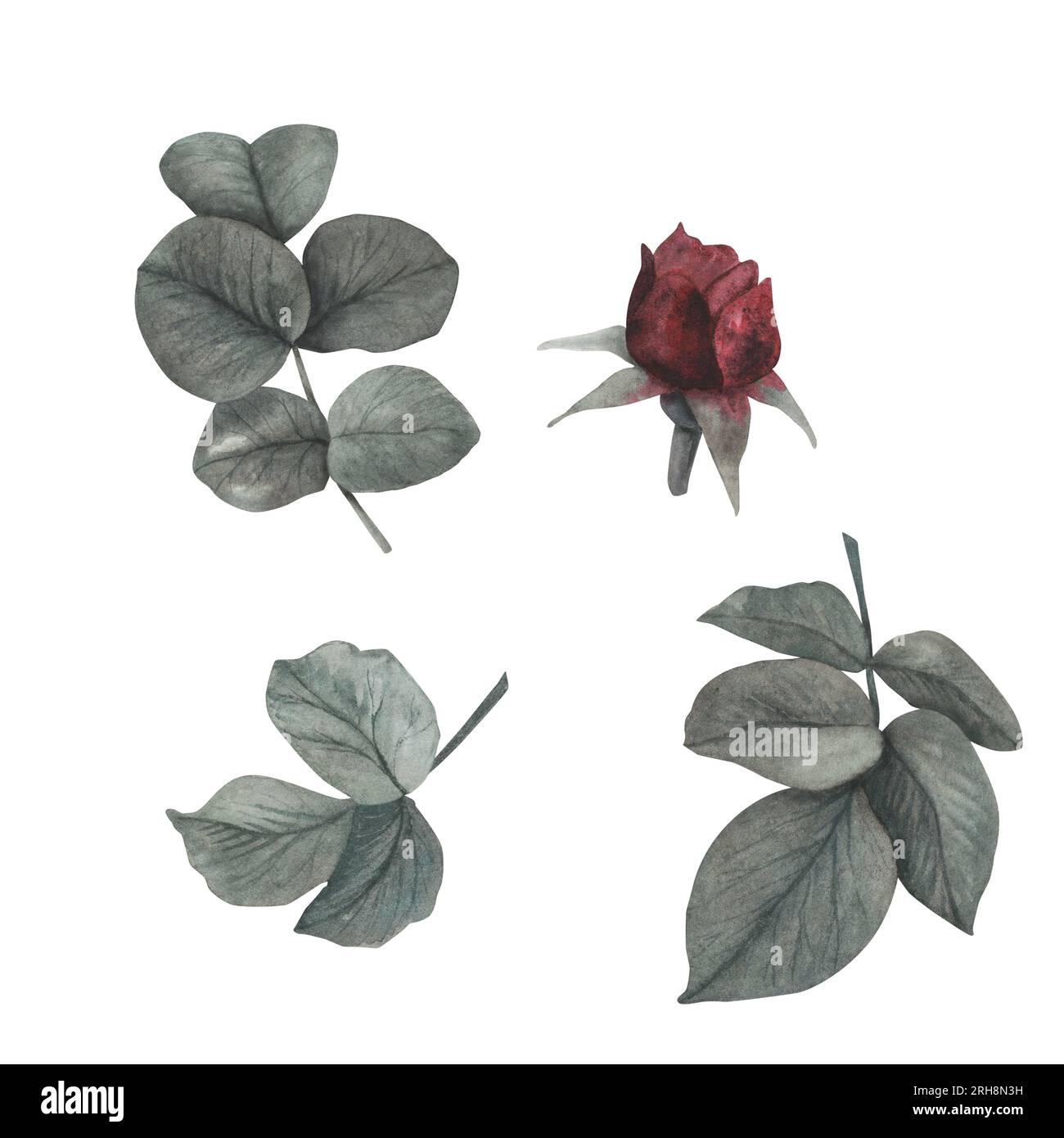 Set gothic rose with leaves magical texture isolated on white ...