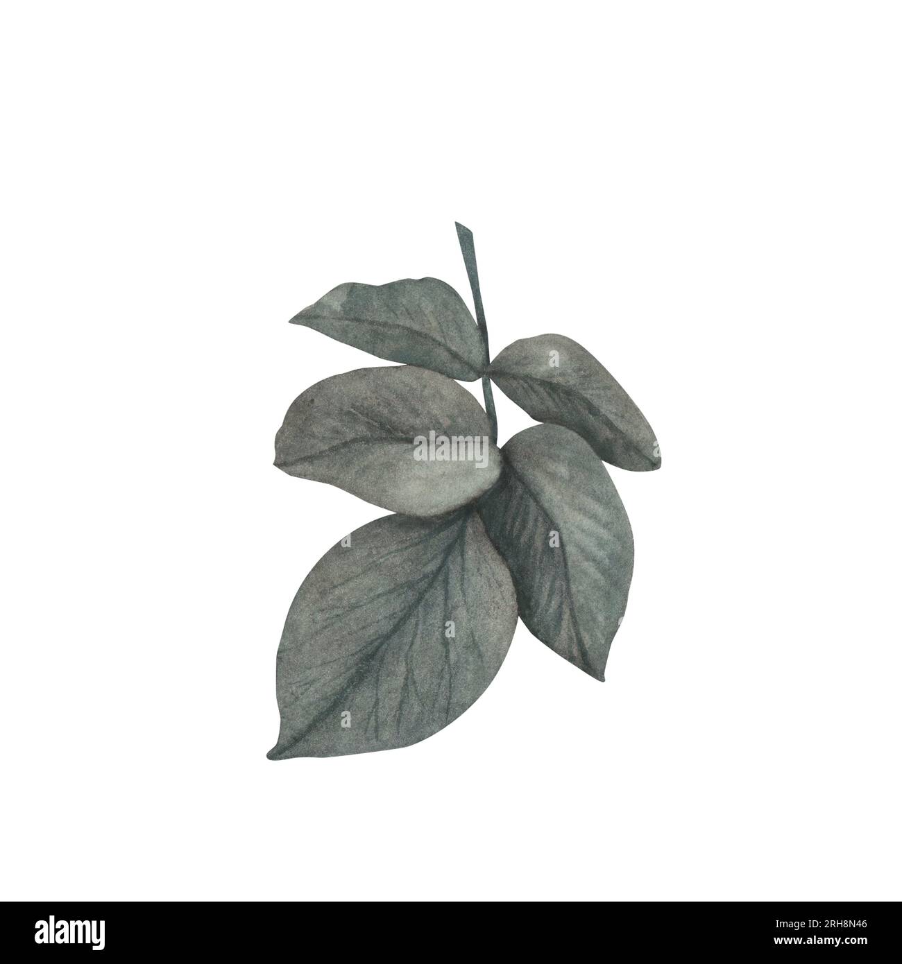 Dark gothic rose leaves with magical texture isolated on white ...