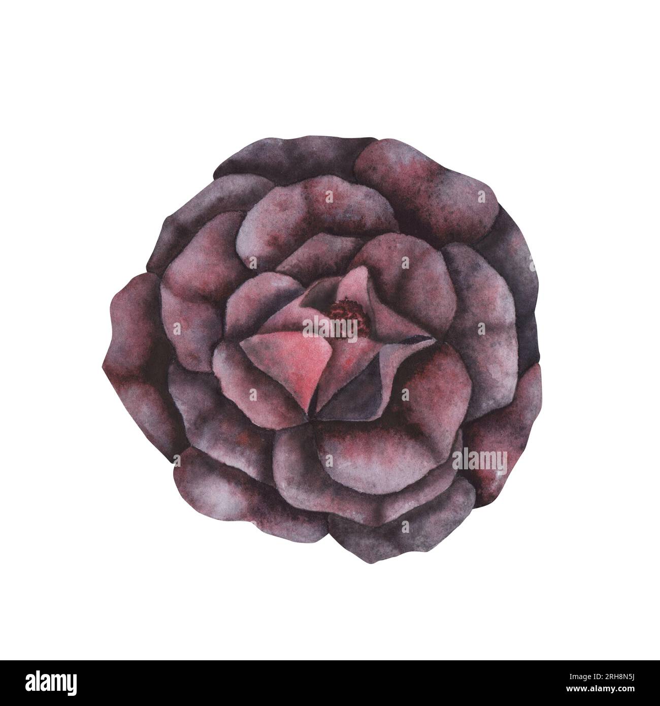 Dark gothic red rose with magical texture isolated on white background ...