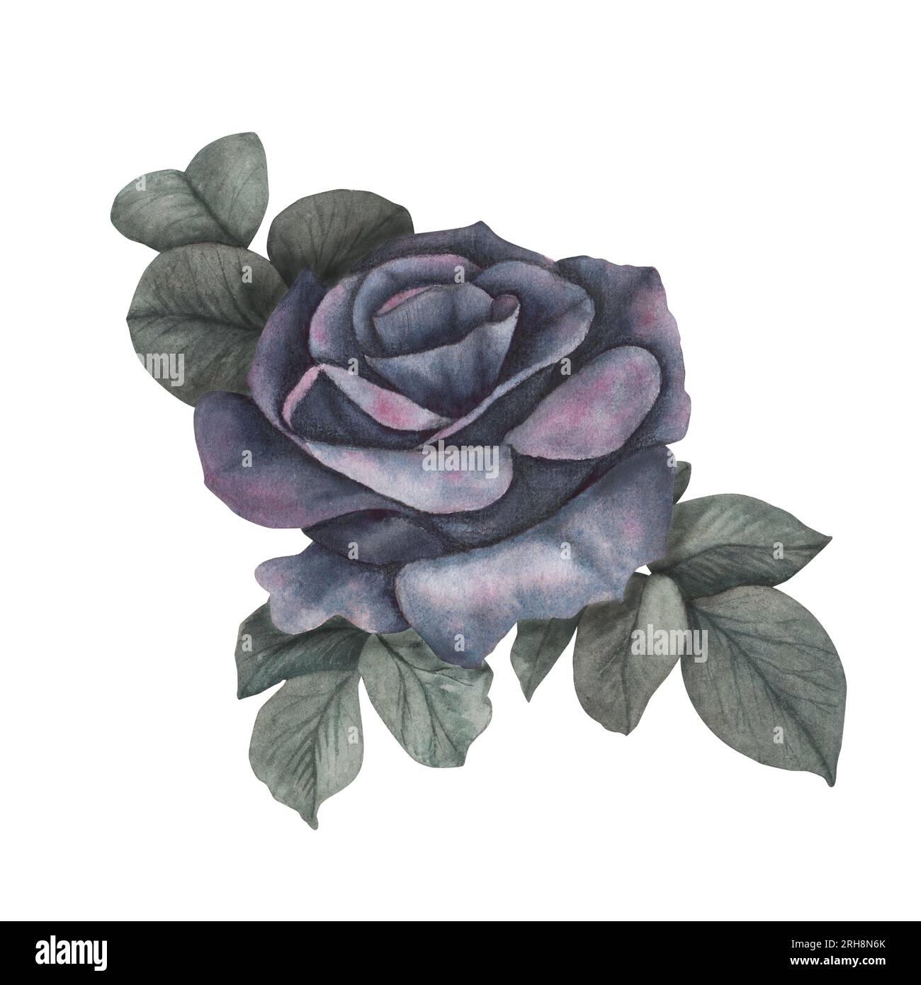 Dark gothic rose with leaves magical space texture isolated on white ...