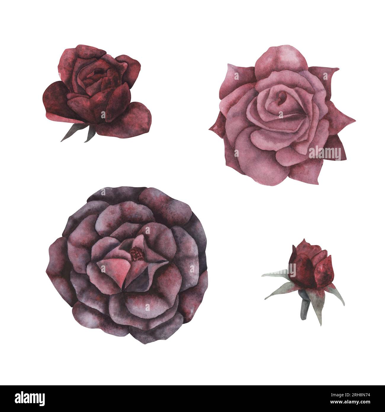 Dark gothic red rose with magical texture isolated on white background ...