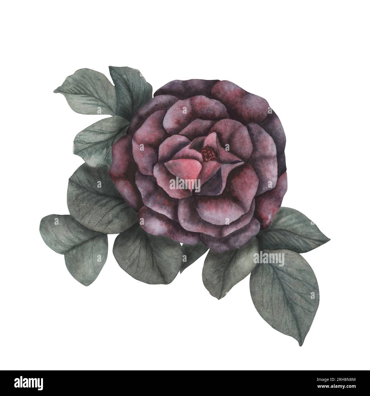 Dark gothic rose with leaves magical texture isolated on white ...
