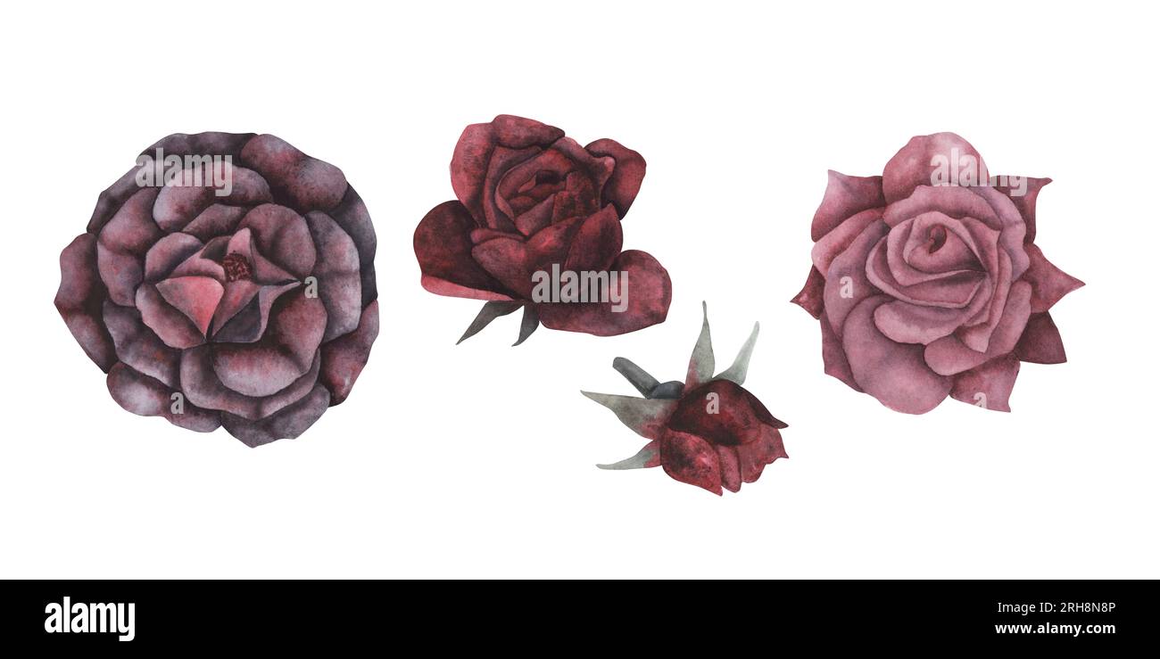 Set gothic red roses with magical texture isolated on white background ...
