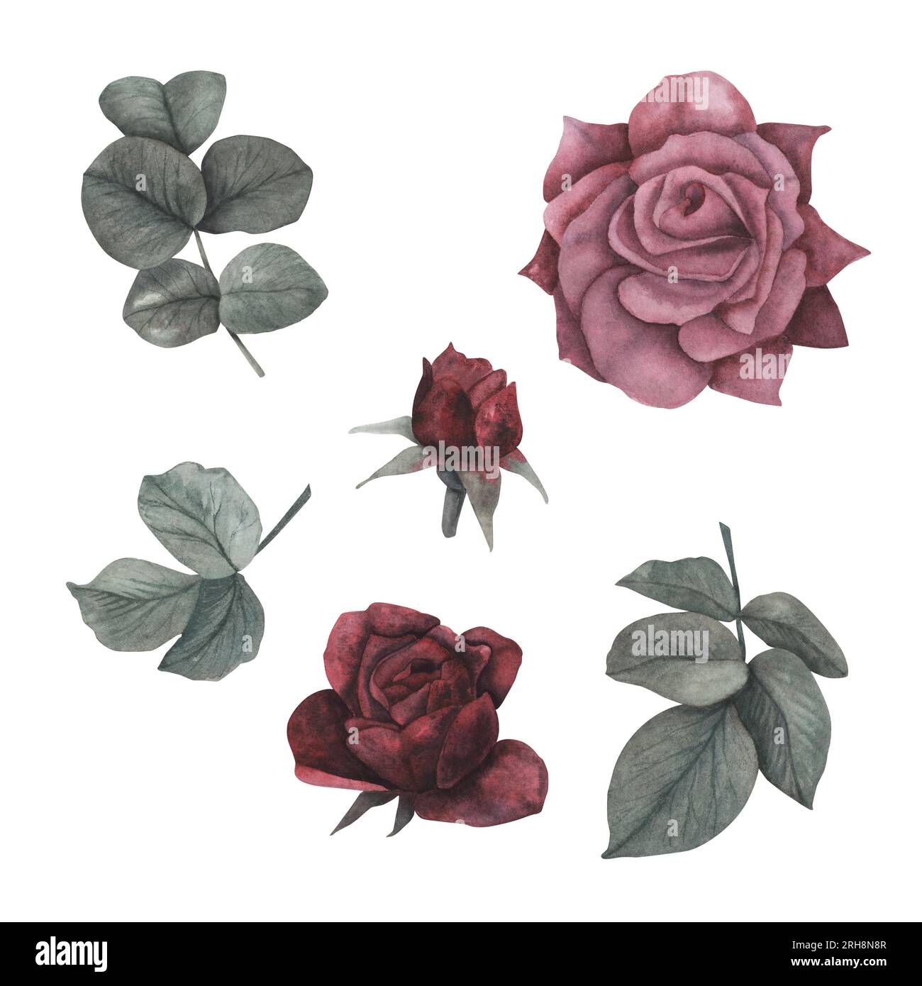 Set gothic rose with leaves magical texture isolated on white ...